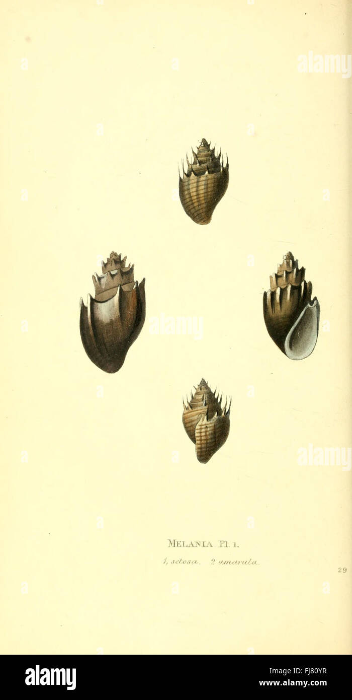 An illustrated zoological work presenting detailed figures and ...
