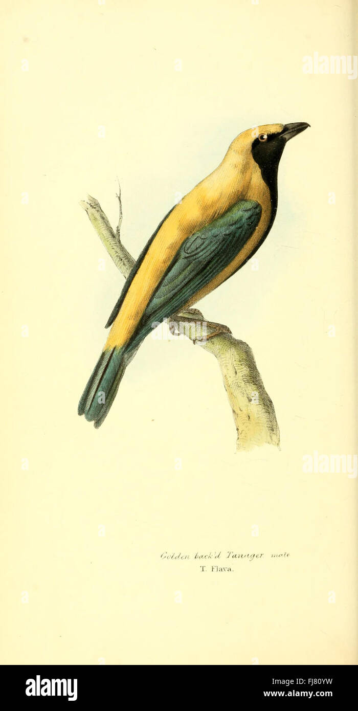 An illustrated work showcasing rare and interesting animals from ...