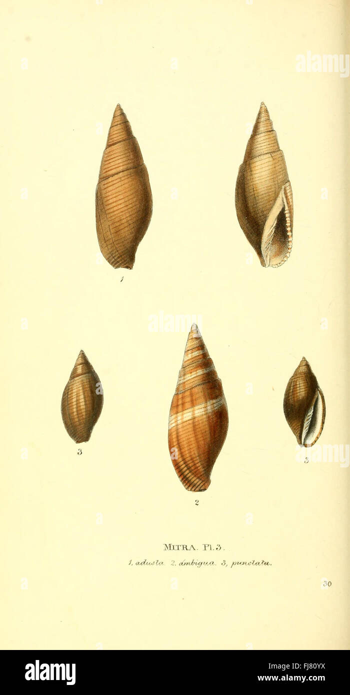 A zoological illustration depicting rare and interesting animals ...