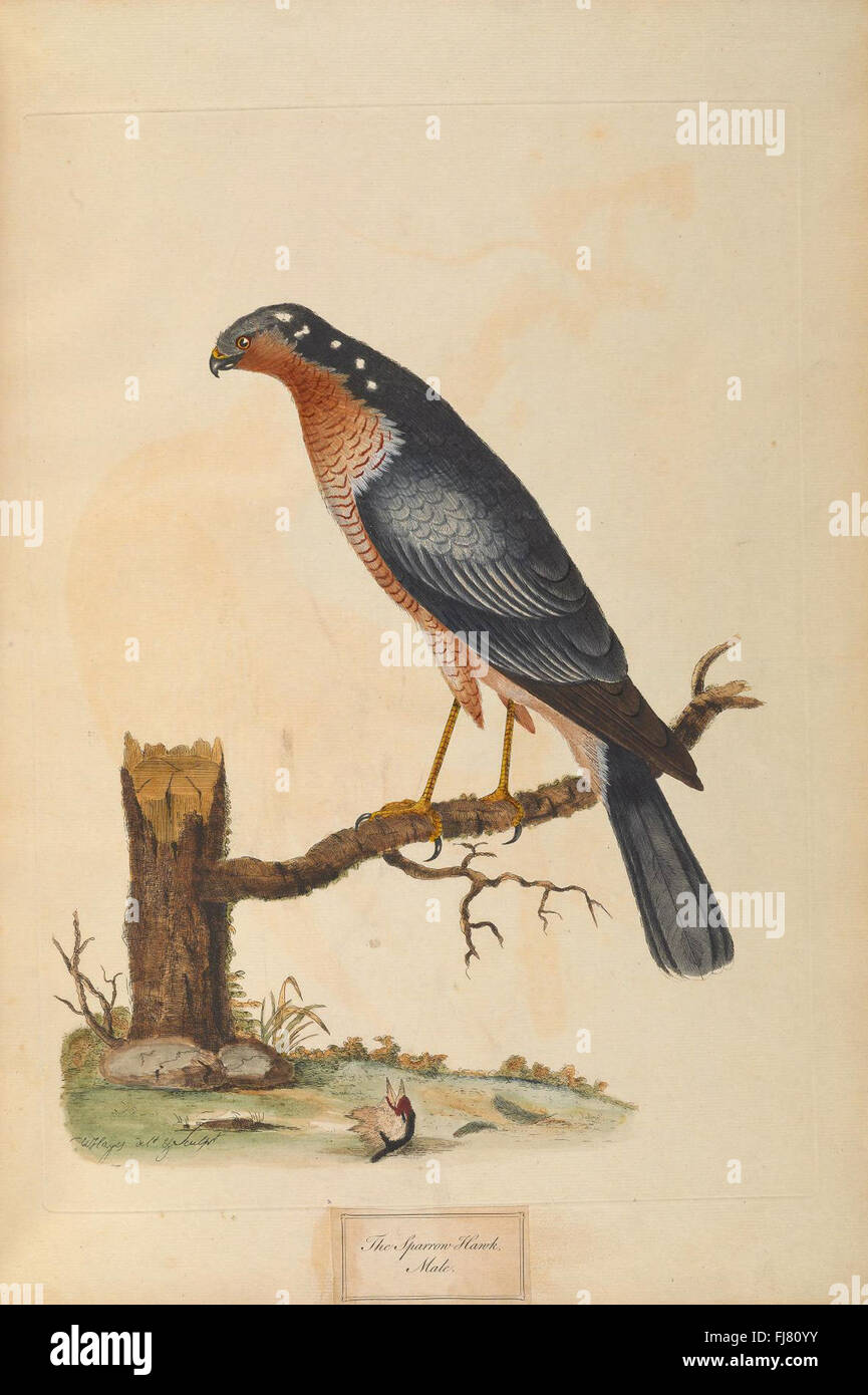'A Natural History of British Birds', a comprehensive guide to the ...