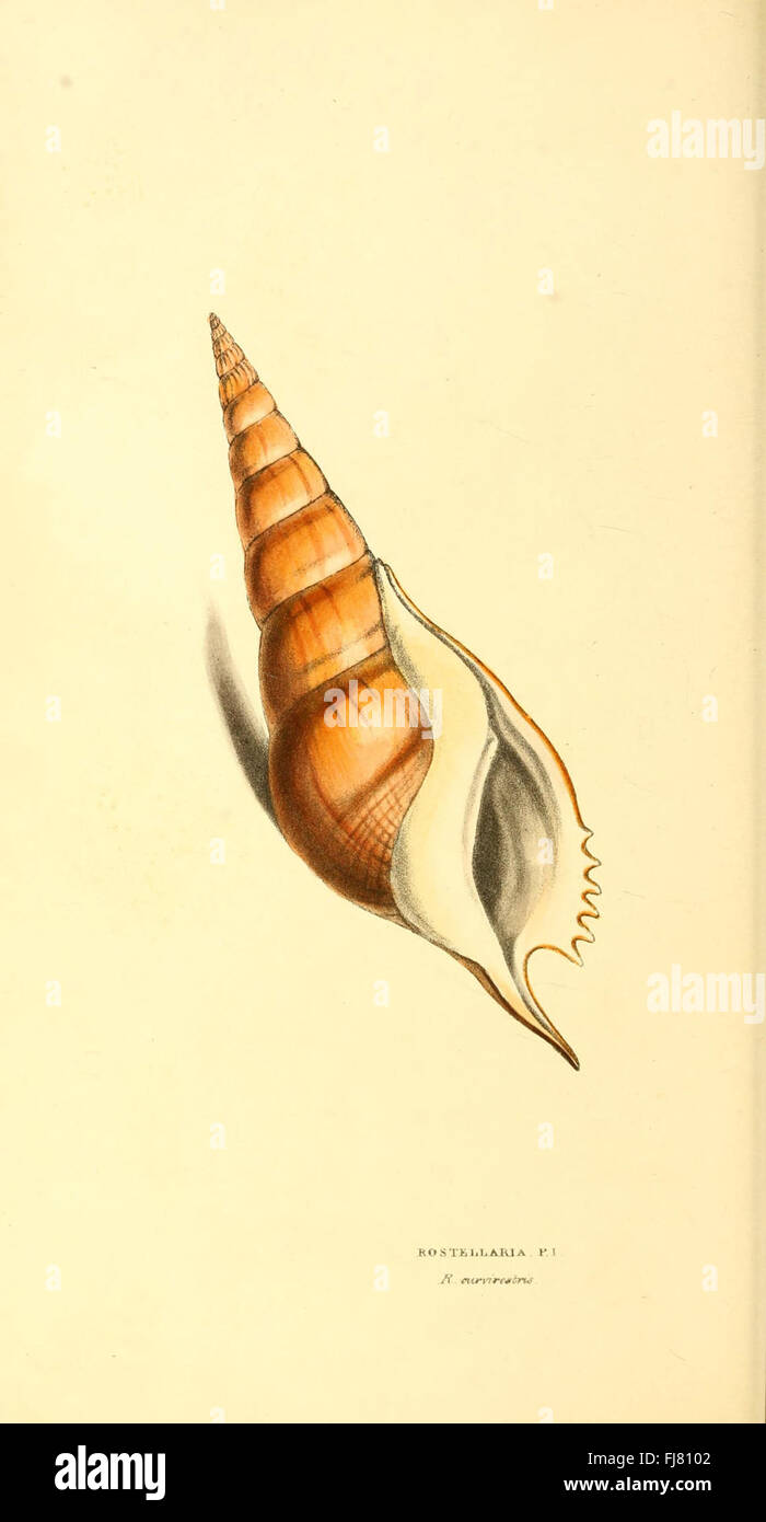 'Zoological Illustrations' presents hand-colored plates of rare birds ...