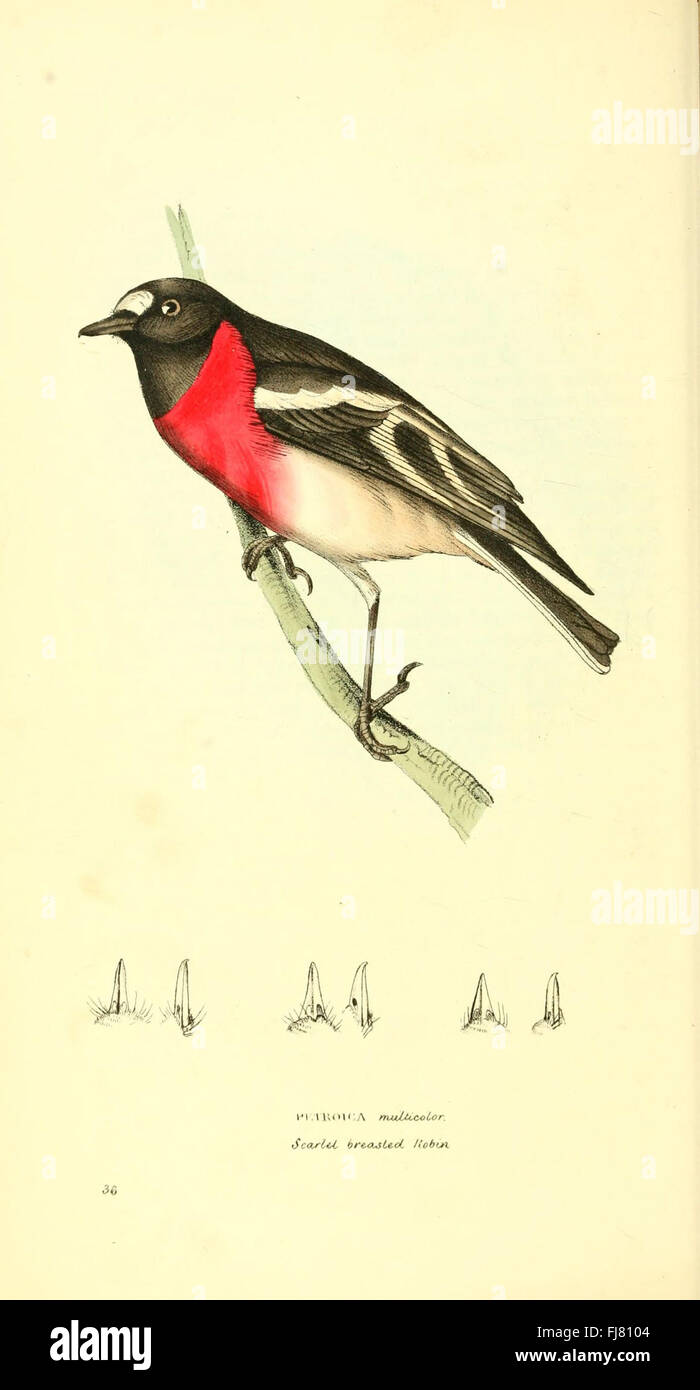 Zoological illustrations, or, Original figures and descriptions of new ...