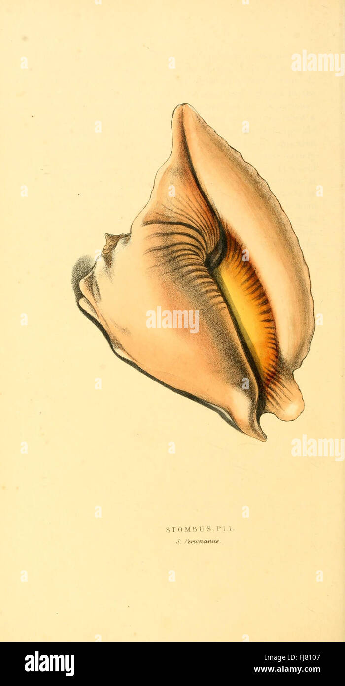 Zoological illustrations, or, Original figures and descriptions of new ...