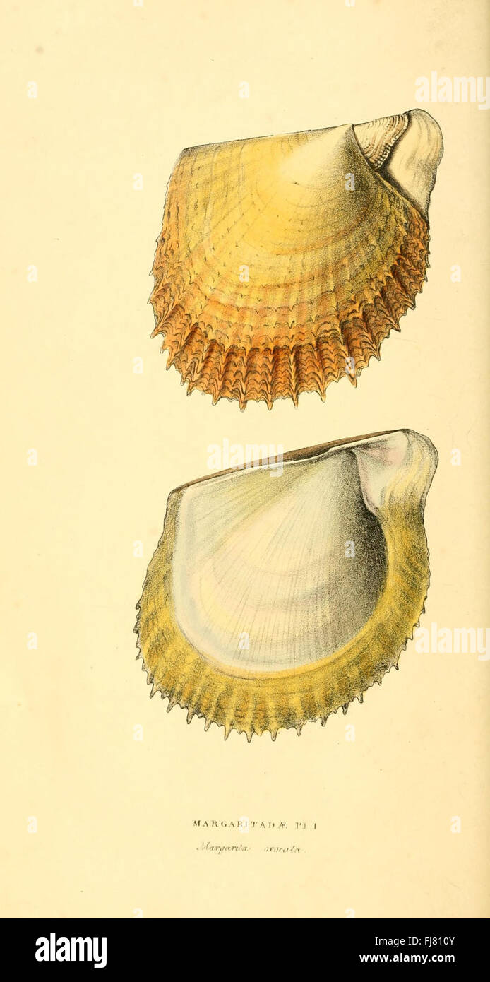 Descriptions illustrations mollusks mollusks pictorial works hi-res ...