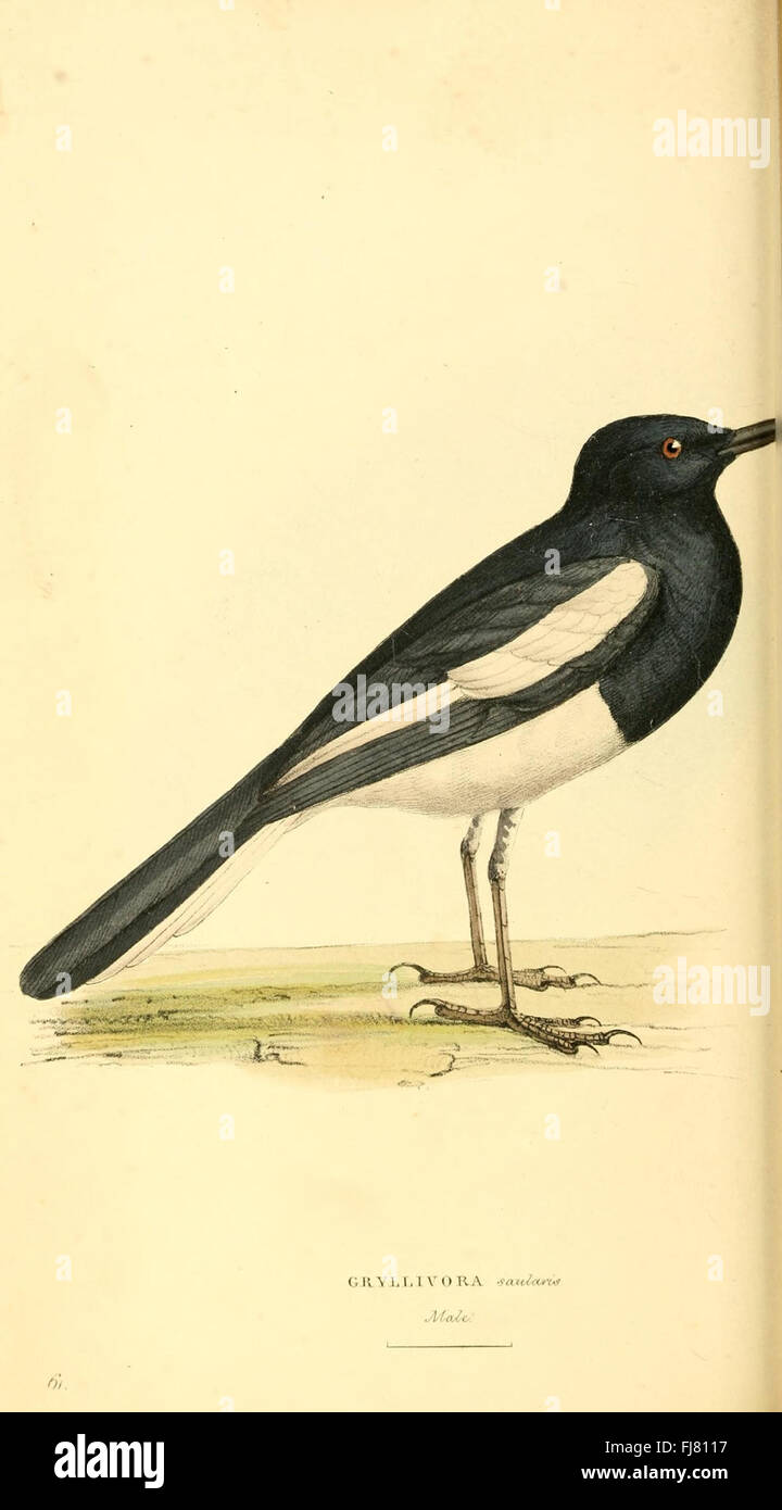 Zoological illustrations, or, Original figures and descriptions of new ...
