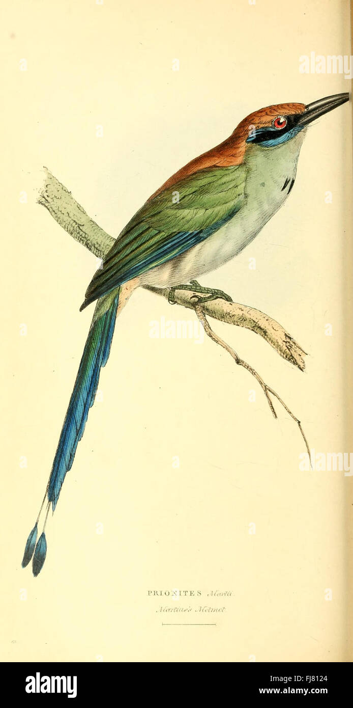 An illustrated zoological work that presents rare and newly discovered ...