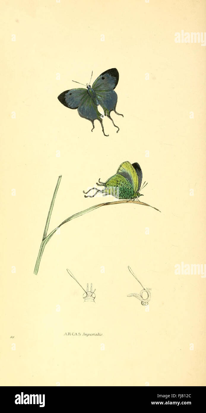 Illustrated zoological work featuring descriptions and figures of rare ...