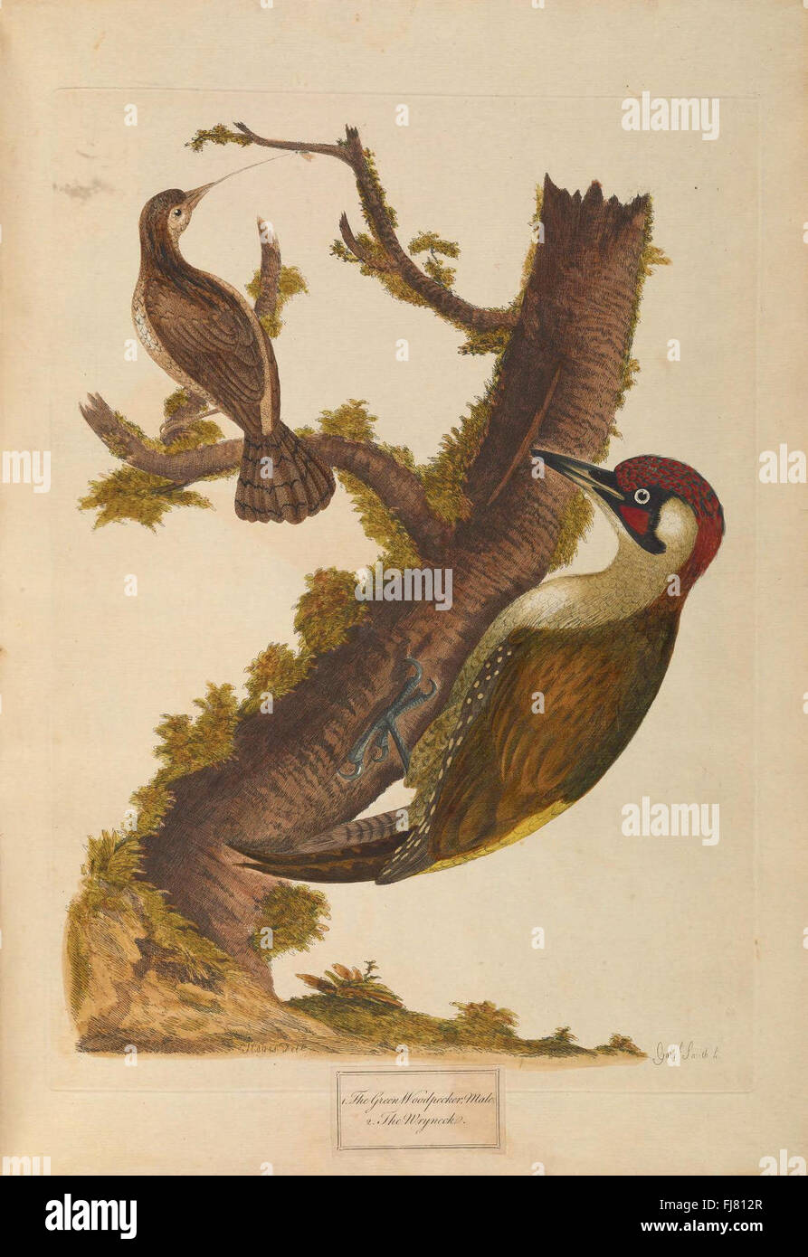 A detailed ornithological study of British birds, with scientific ...