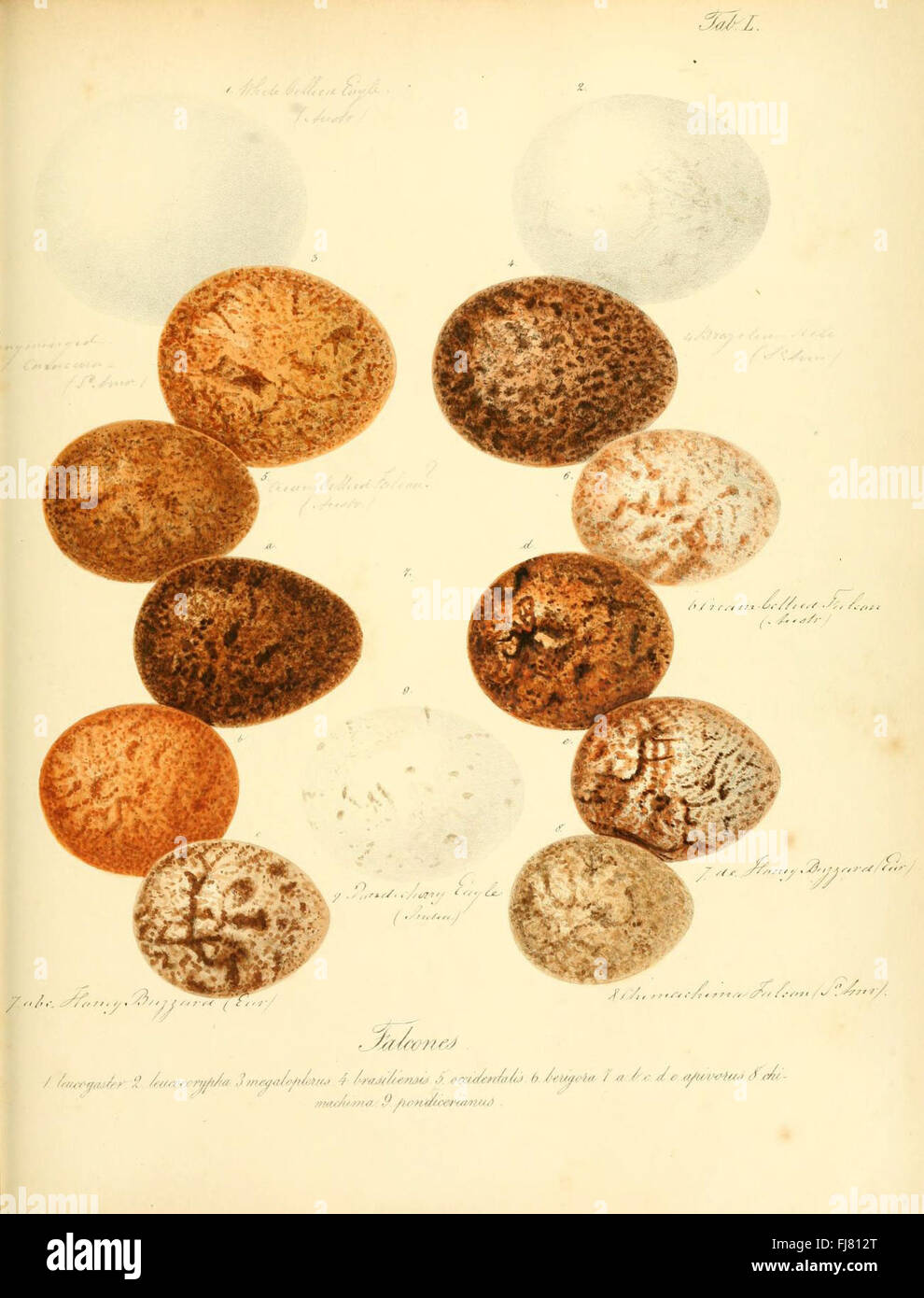 A study of bird reproduction, with detailed illustrations on the ...