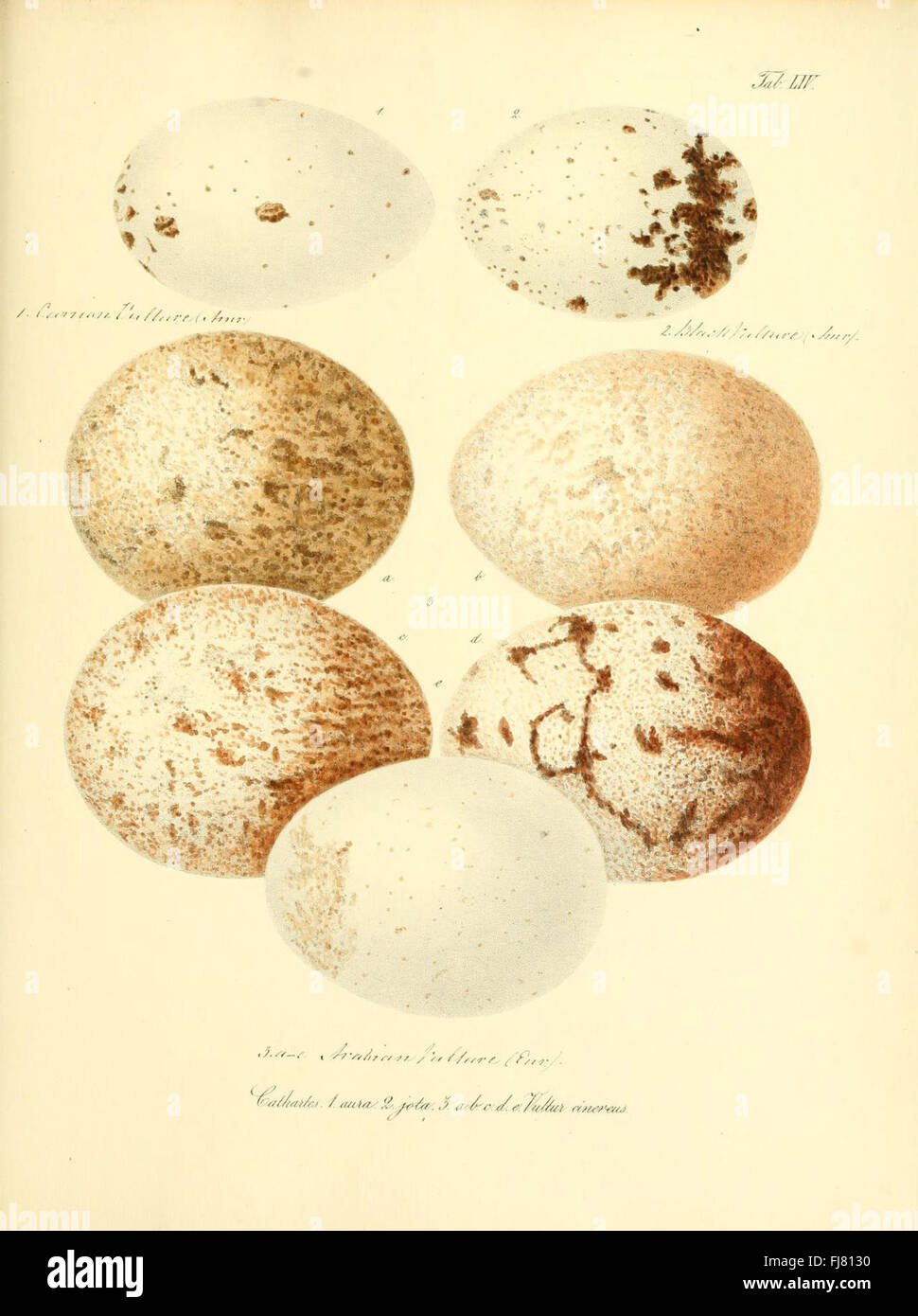 An illustrated study of the reproductive history of birds, focusing on ...