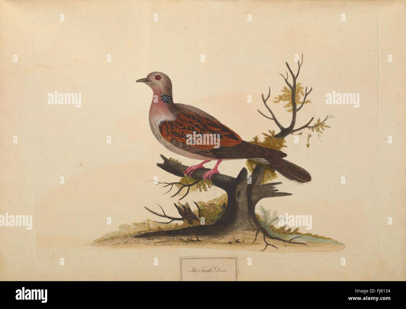 A comprehensive guide to the natural history and identification of ...