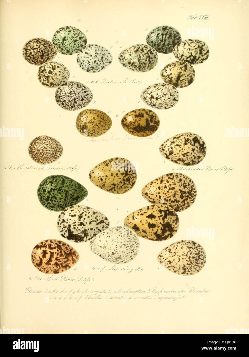 A study on the reproductive history of birds, focusing on egg ...