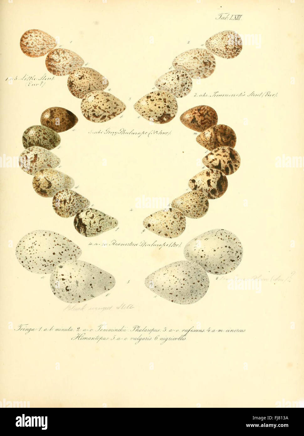 This ornithological study focuses on the reproductive history of birds ...