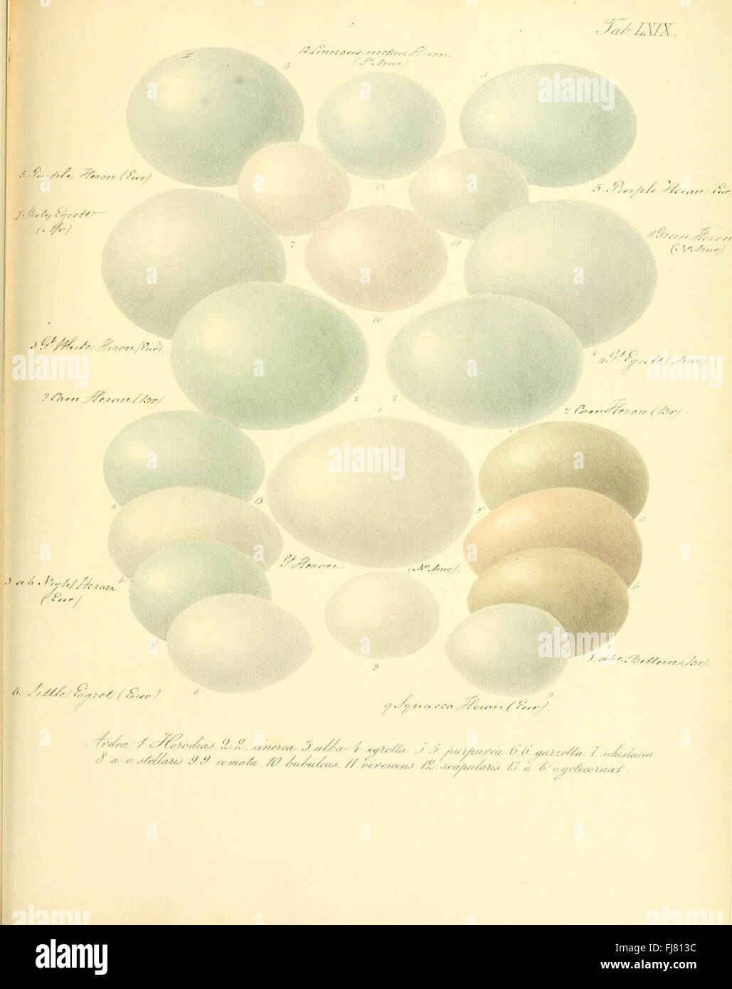 A study on the reproductive history of all bird species, with detailed ...