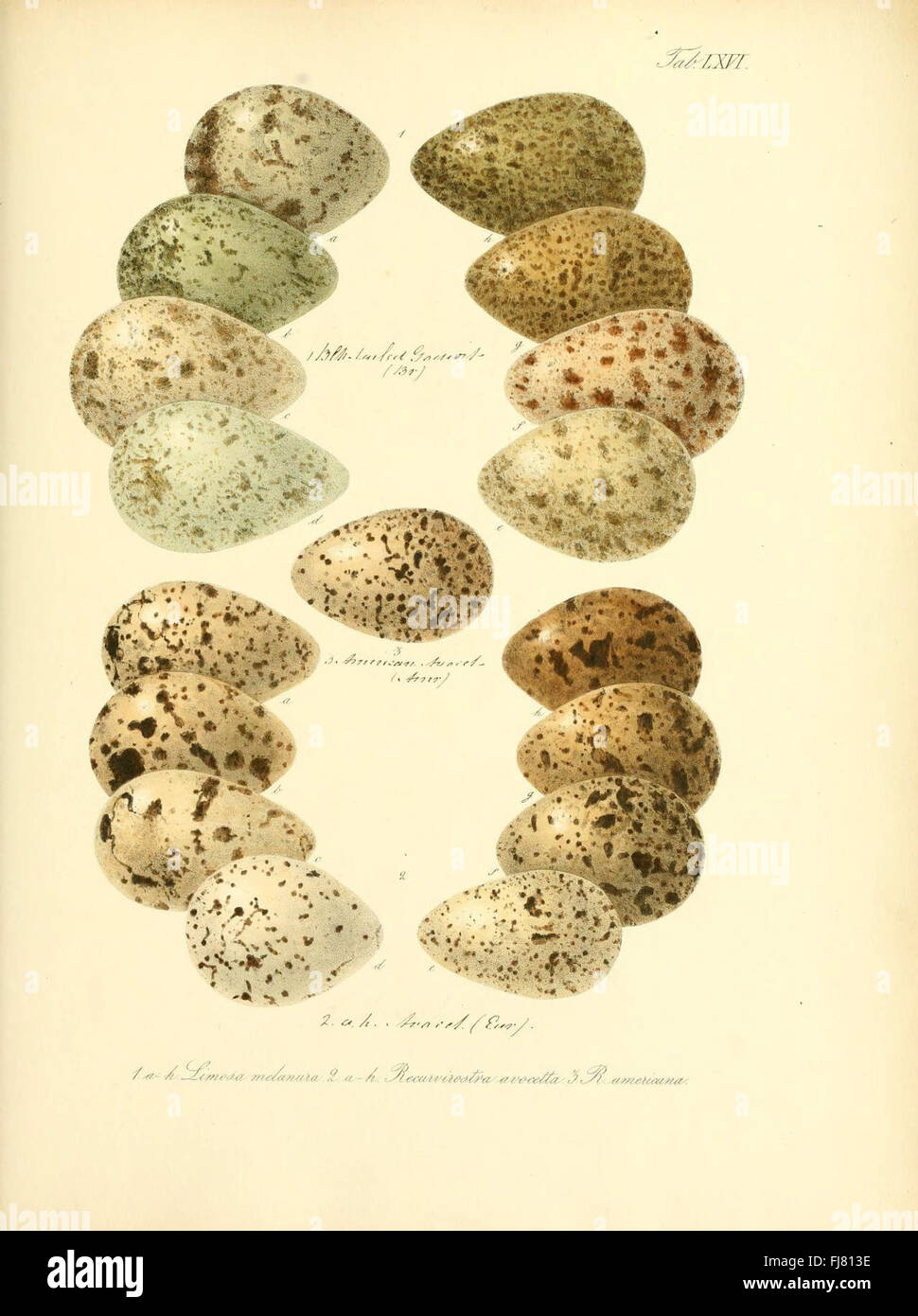 Diversity in avian egg characteristics hi-res stock photography and images - Alamy