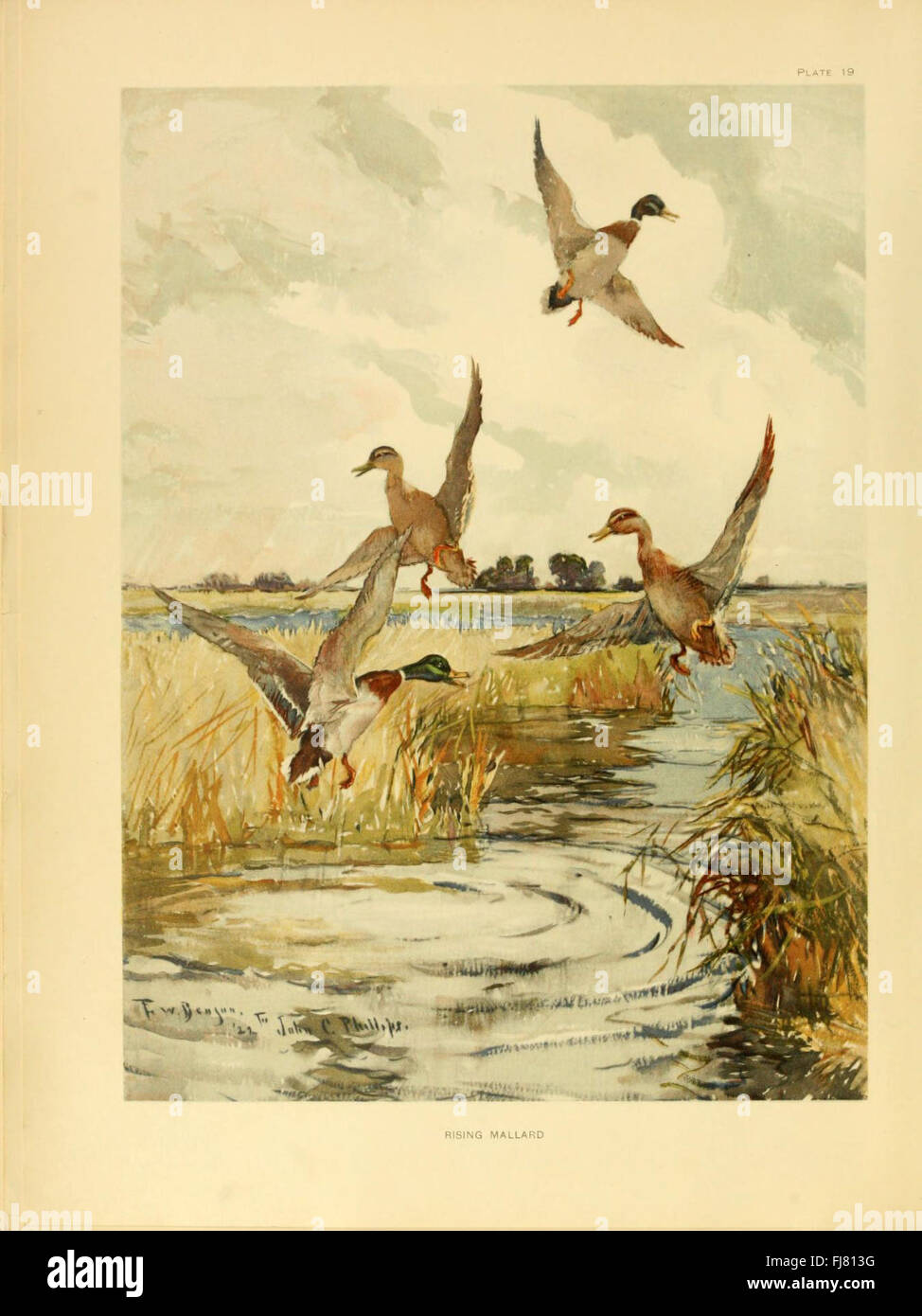 A natural history of the ducks Stock Photo - Alamy