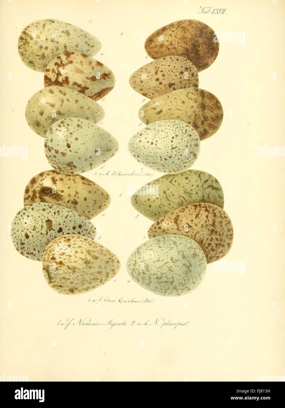 Illustrated study on bird reproduction, detailing egg development and ...