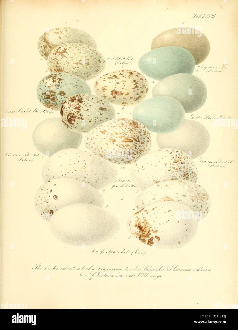 A detailed exploration of the reproductive history of birds, including ...
