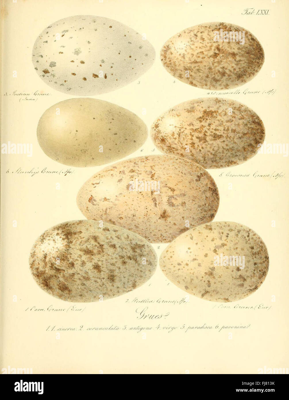 A study on the reproductive history of birds, featuring detailed ...
