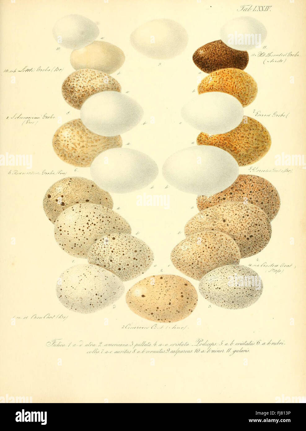 Birds, Eggs, Pictorial works, Reproduction Stock Photo - Alamy