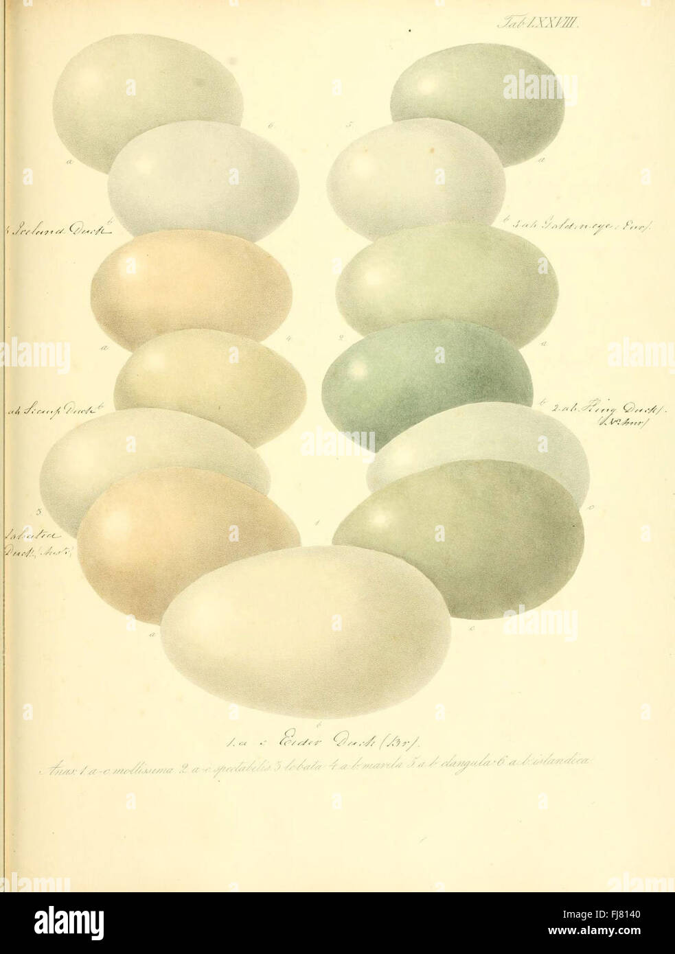 Illustration depicting the reproduction process of birds, focusing on ...