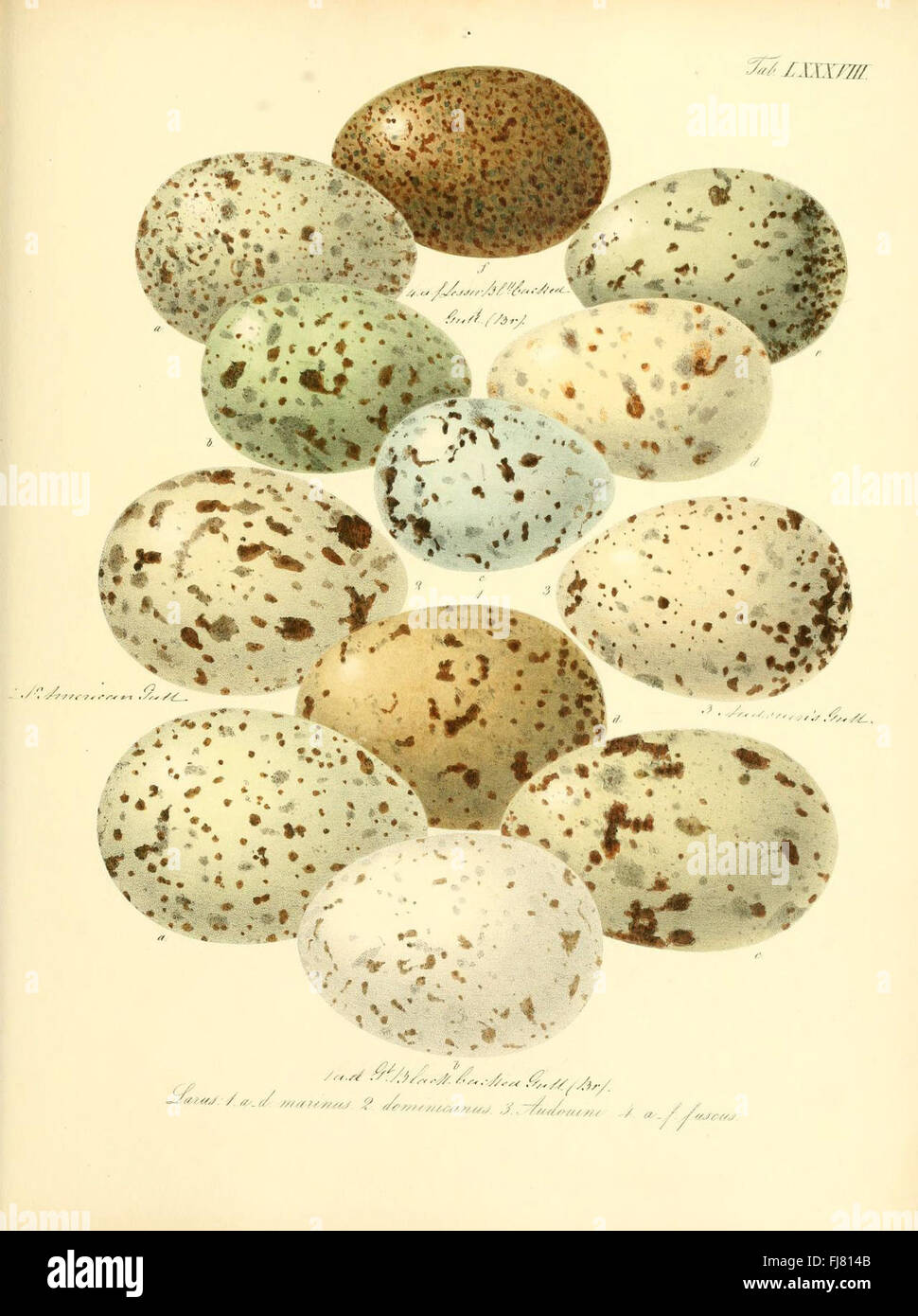 A study on the reproductive history of birds, including illustrations ...