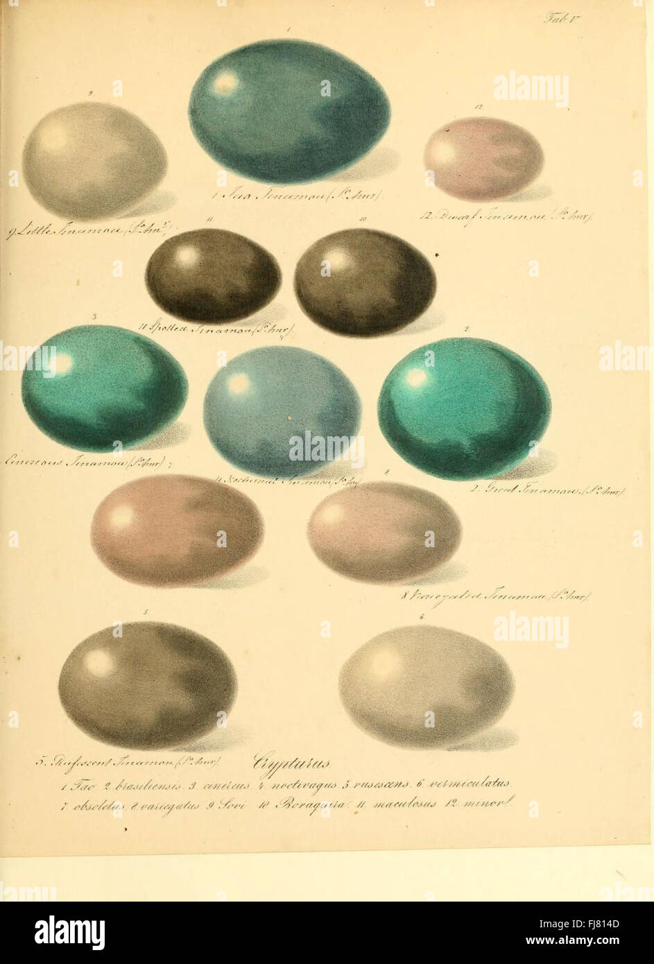 A detailed work on the reproduction of birds, focusing on their ...