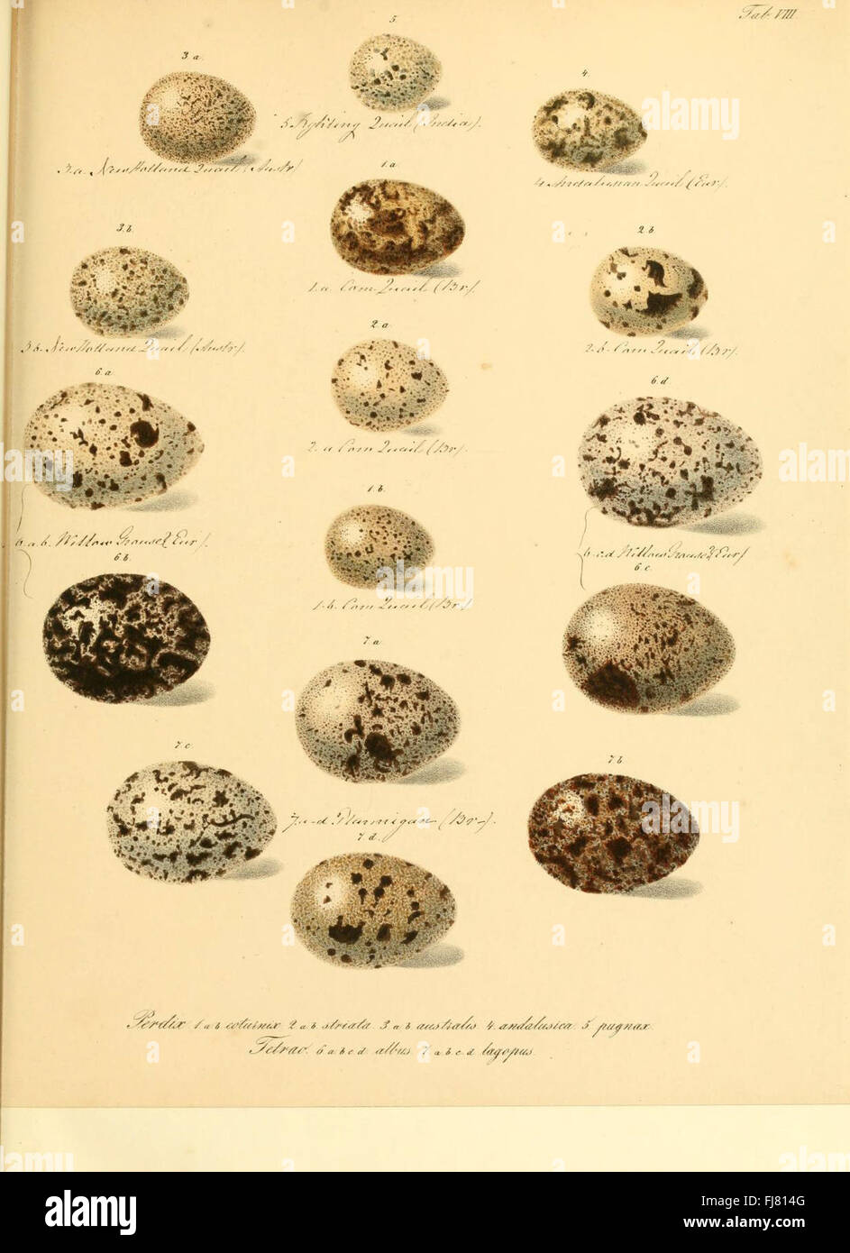 On the reproductive history of all birds, Plate VIII, depicting bird ...