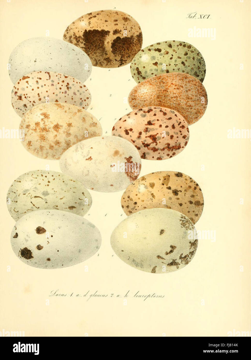A study on the reproduction of birds, detailing the various ...
