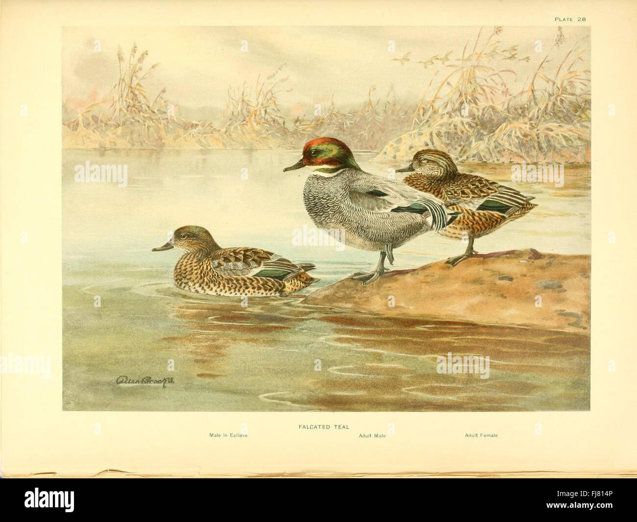 A natural history of the ducks, Ducks Pictorial works SIL Smithsonian ...