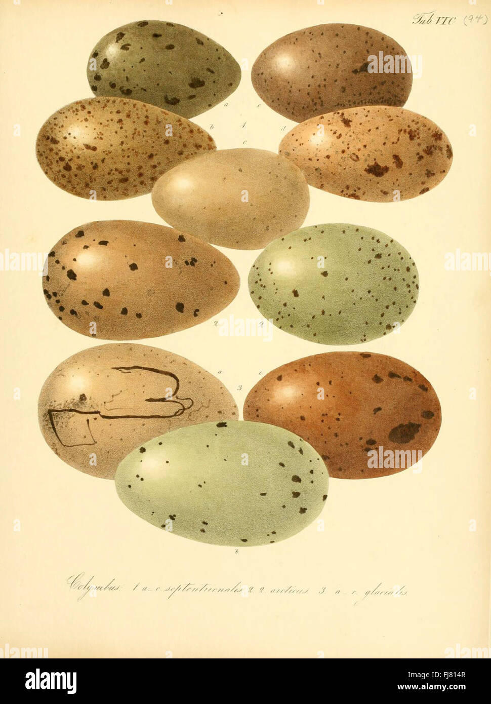 A work focusing on the reproductive history and studies of birds, with ...