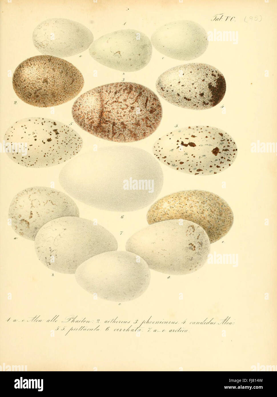 On the Reproductive History of Birds: Illustrations of Avian ...