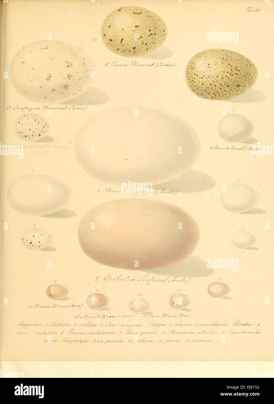 An exploration of the reproduction and life history of bird species ...