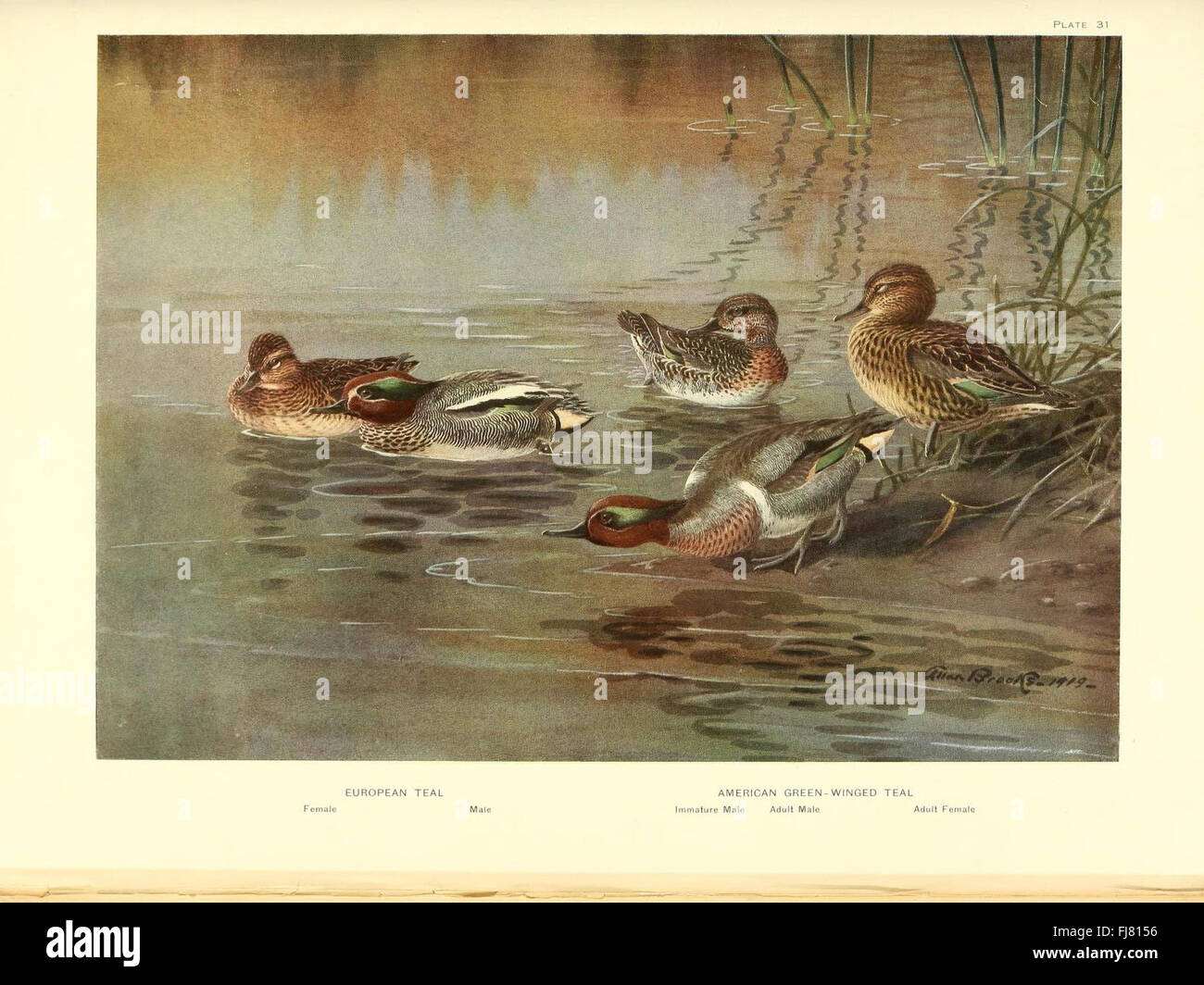 A comprehensive study on ducks, focusing on their natural history ...
