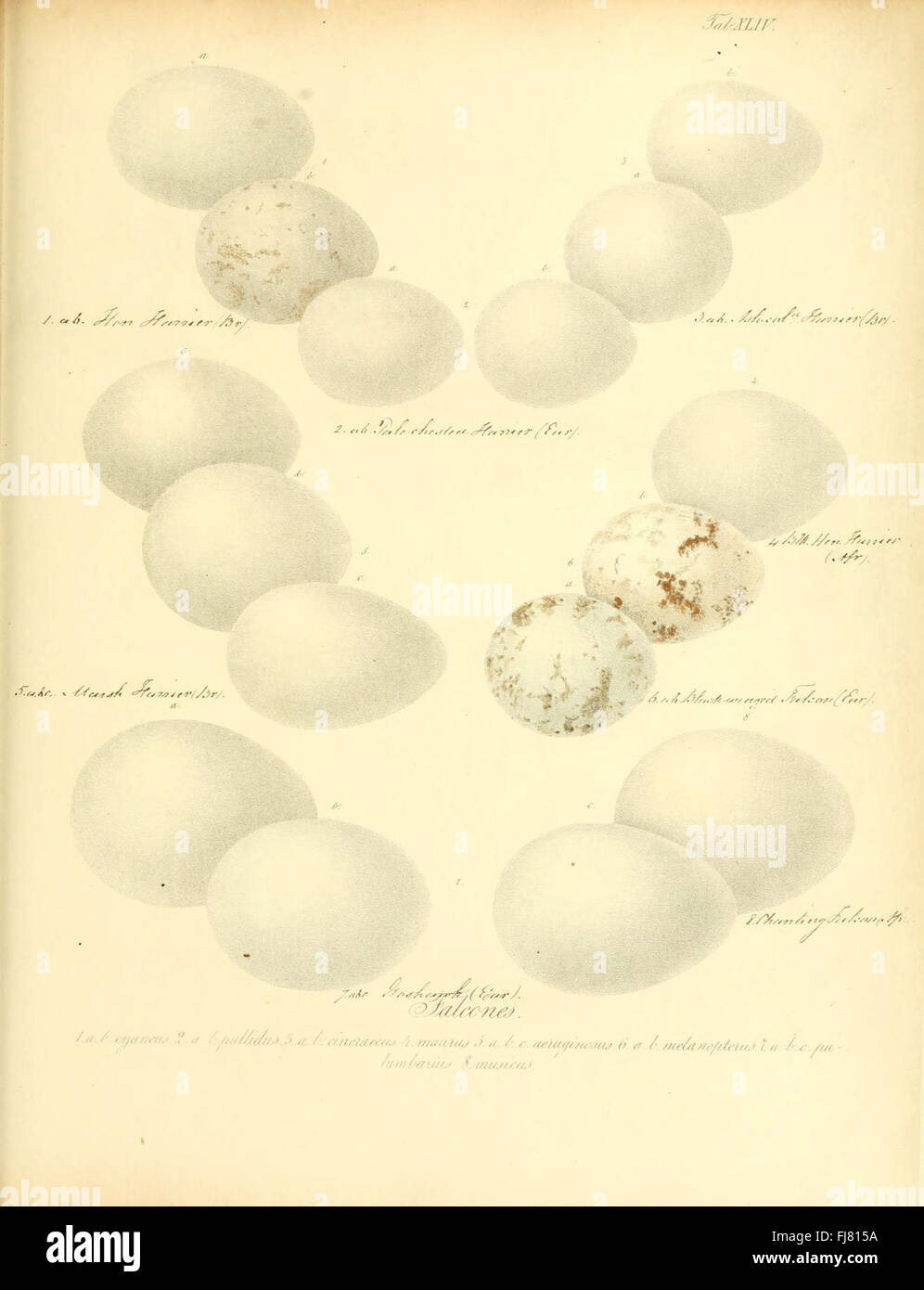 A study of bird reproduction, highlighting various bird species and ...