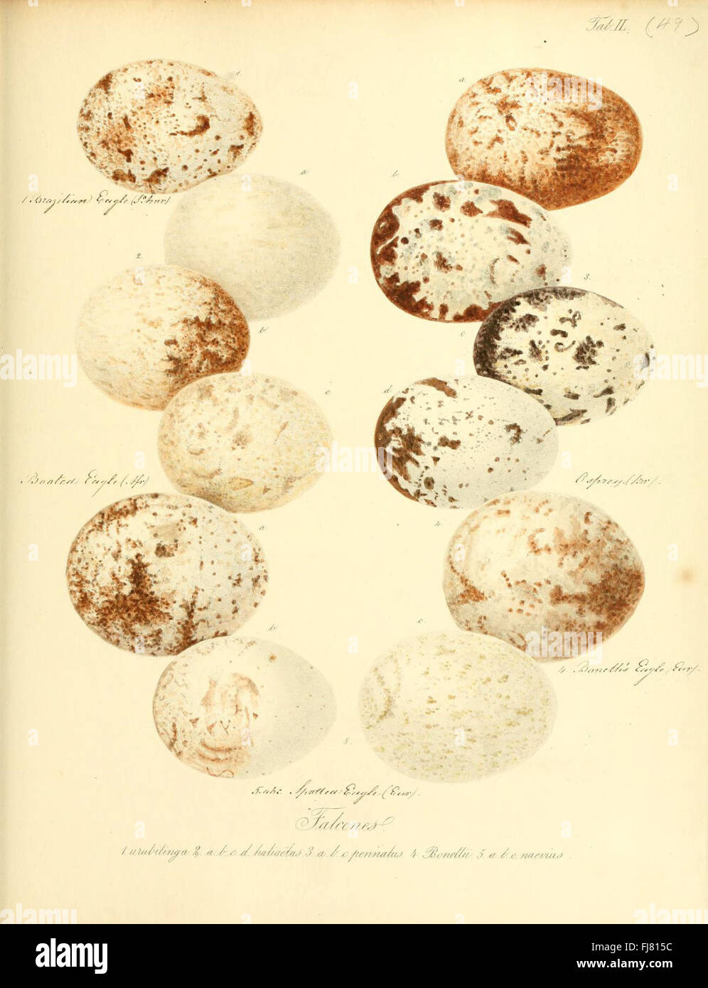 Avian reproductive systems hi-res stock photography and images - Alamy