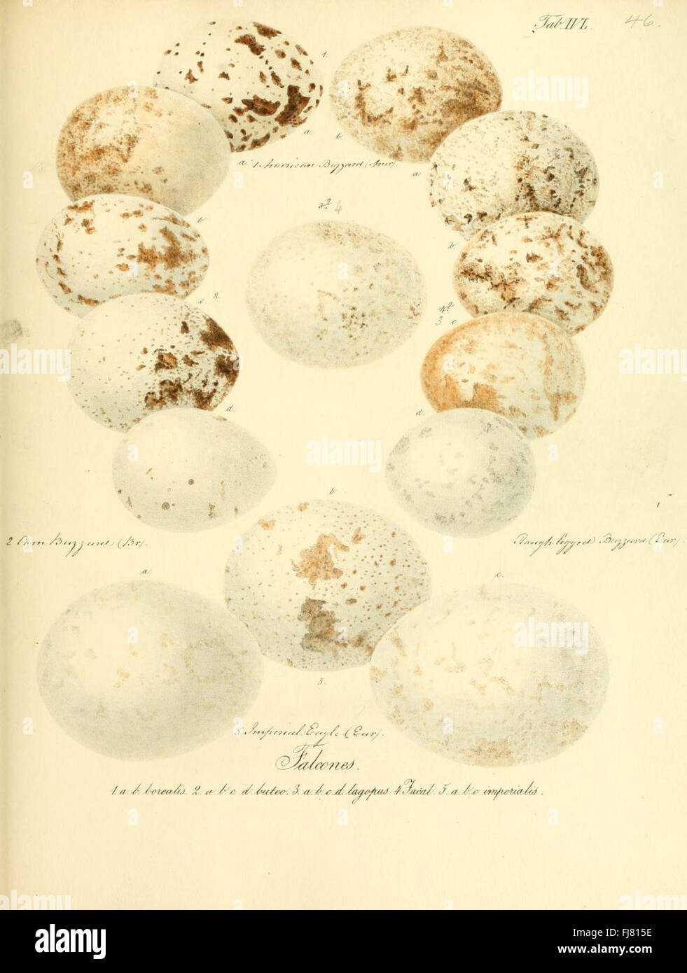 A study on the reproductive biology of birds, including detailed ...
