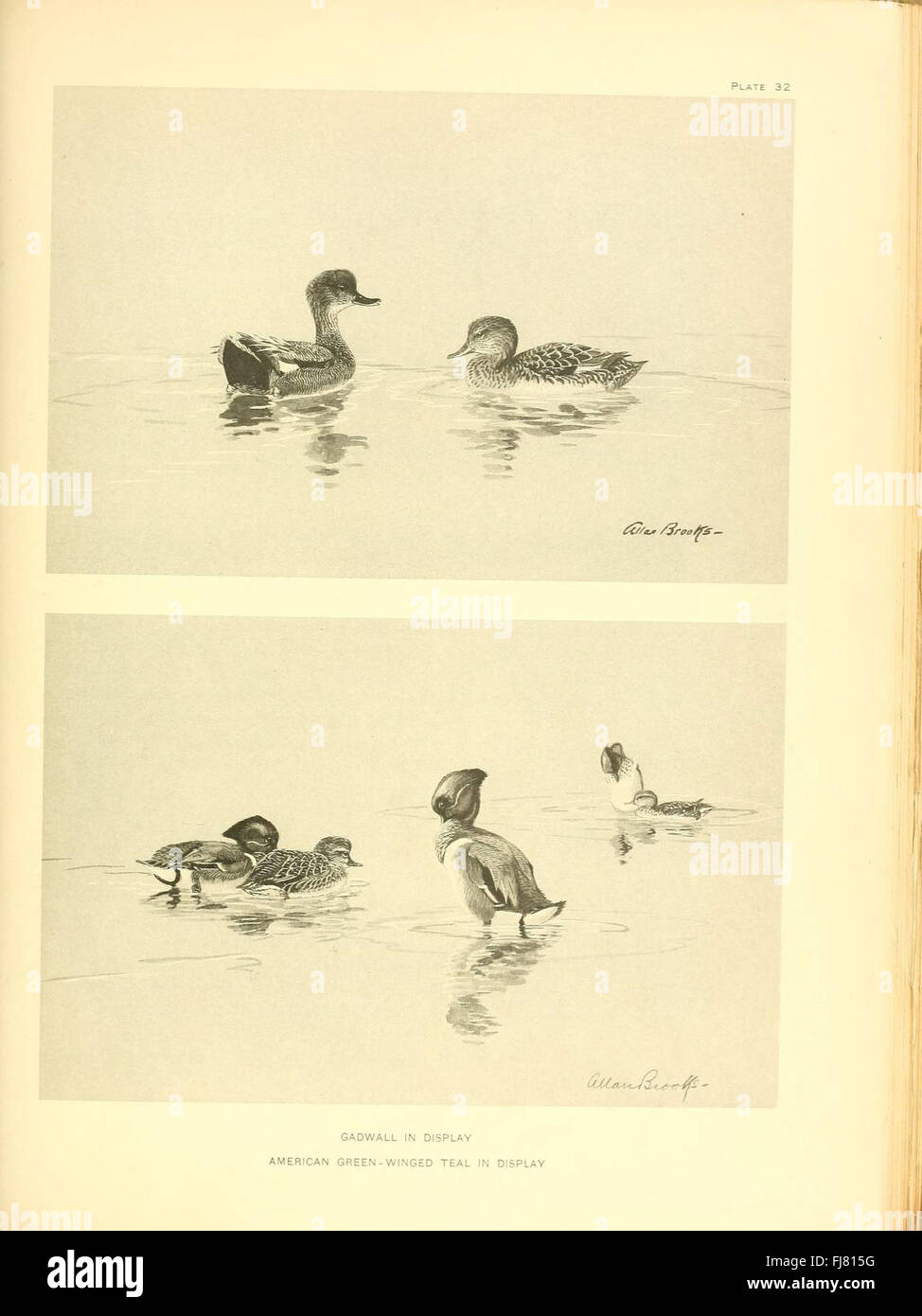 A Natural History of the Ducks Stock Photo - Alamy