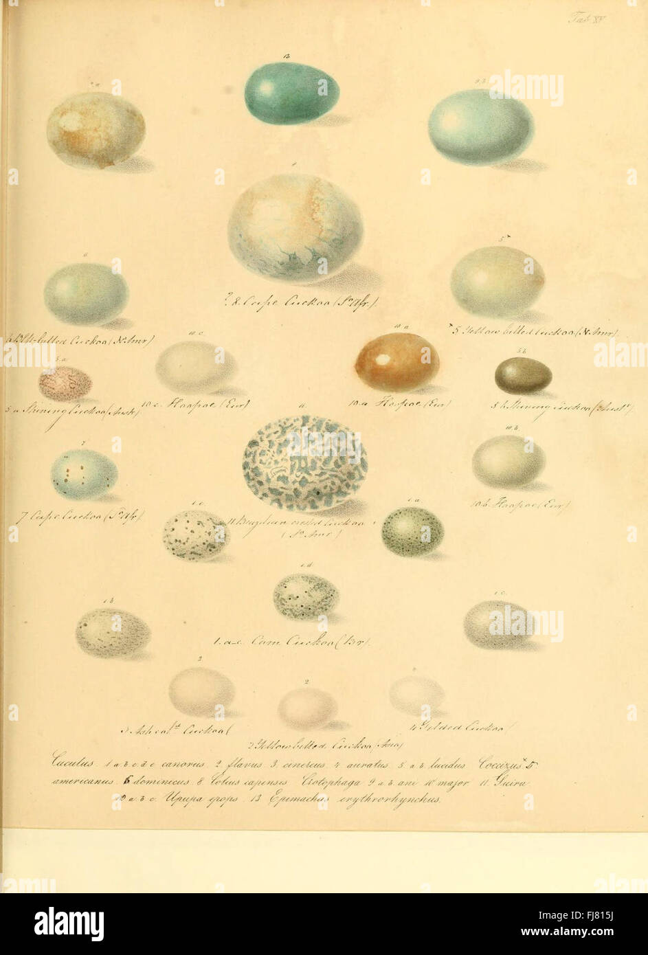 Diversity of avian reproduction hi-res stock photography and images - Alamy