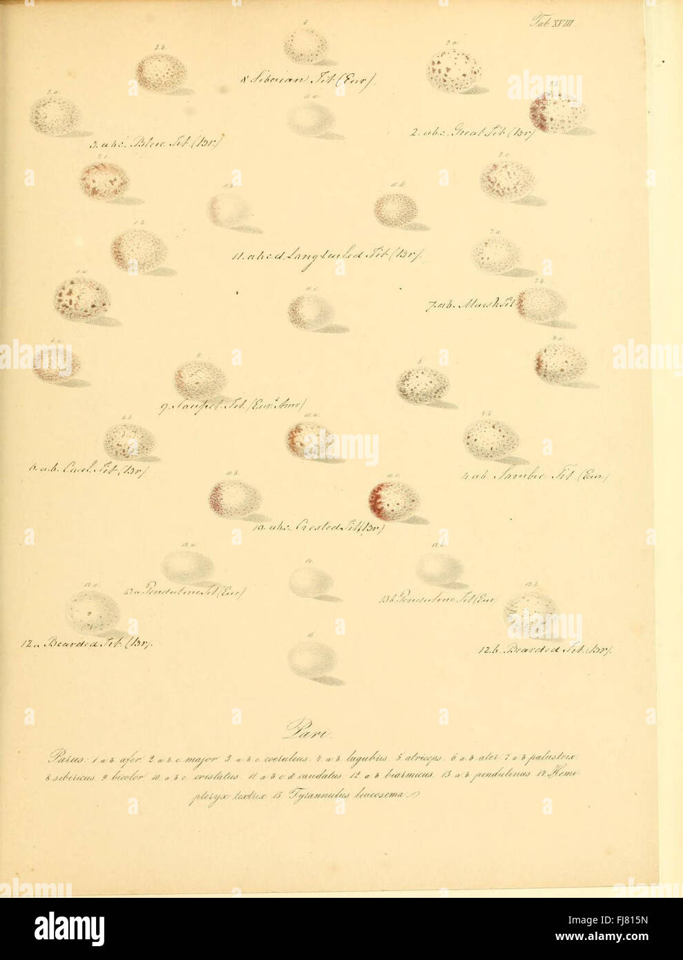 Study of bird reproduction, focusing on the life cycle and reproductive ...
