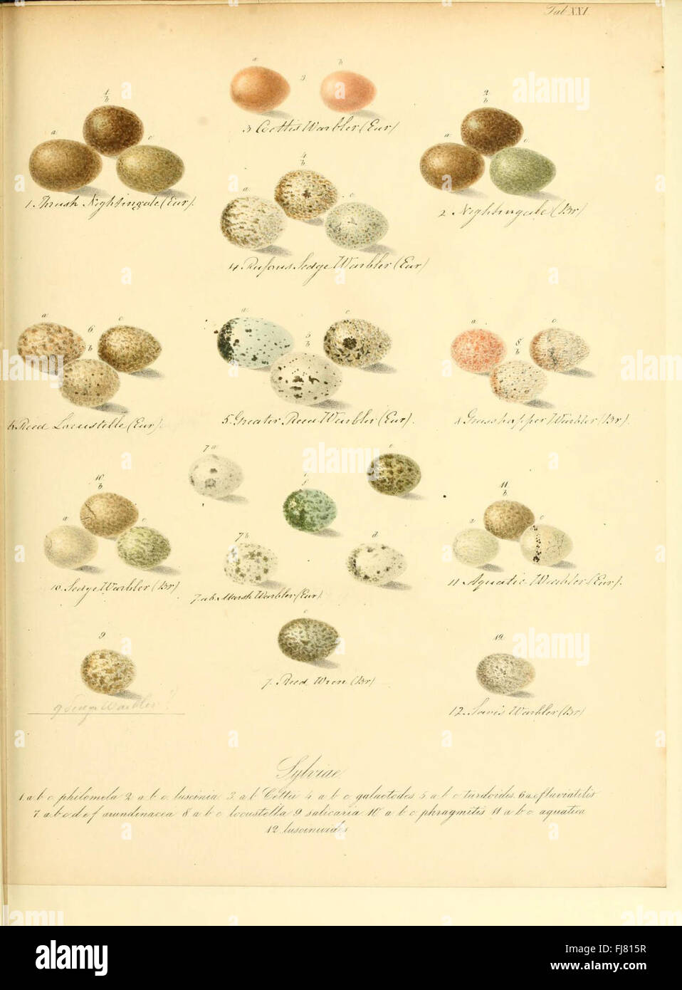 An illustrated study of the reproductive biology of birds, documenting ...