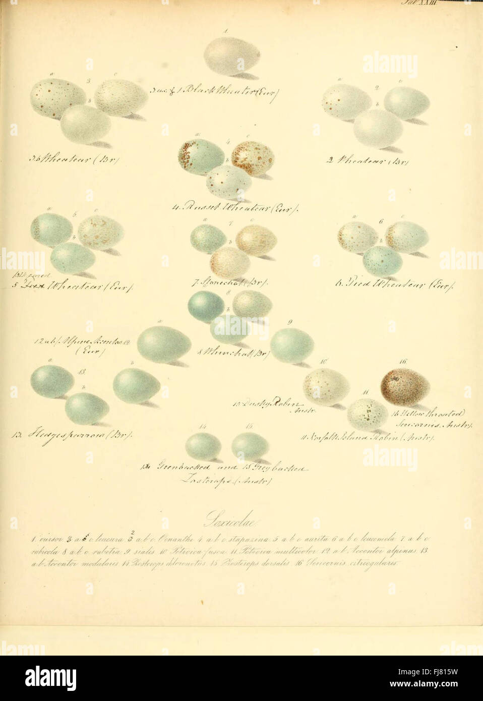 A work focusing on the reproductive history of birds, detailing egg ...