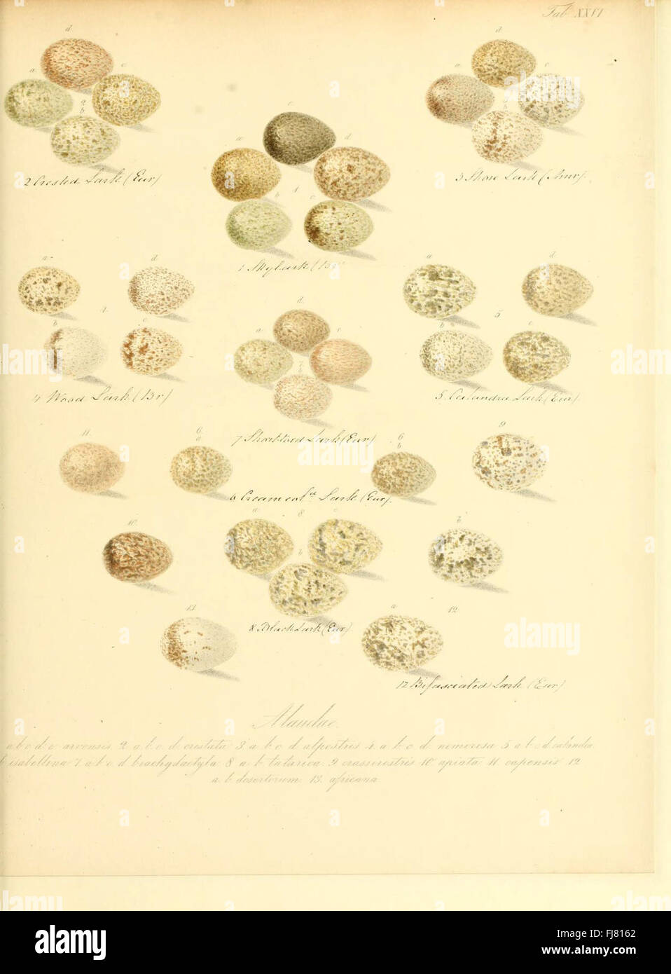 An illustration from a study on the reproductive history of birds ...