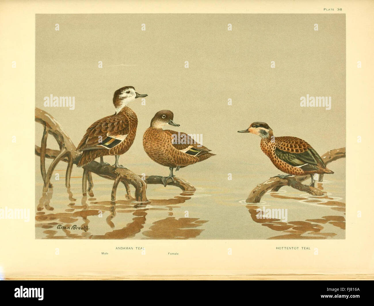 A comprehensive work on the natural history of ducks, including their ...