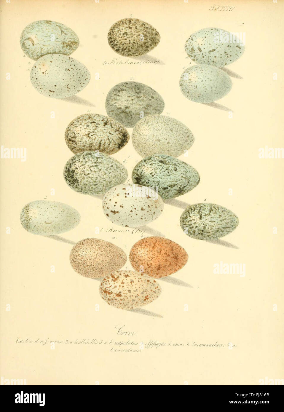 An illustrated study of the reproduction history of all birds, with ...