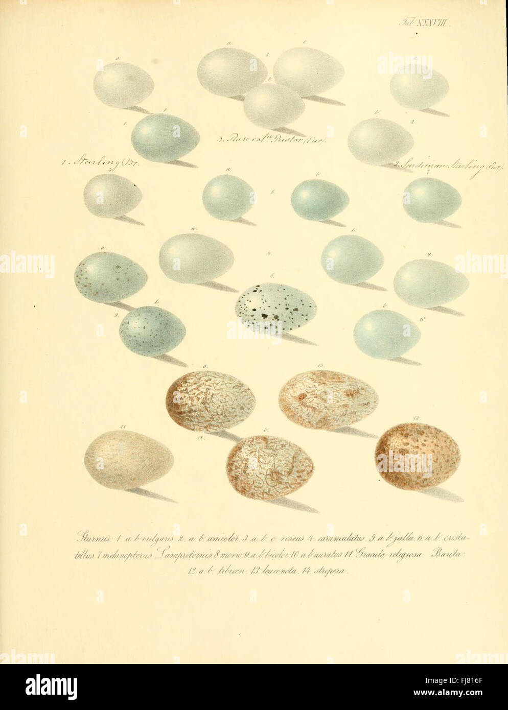 Illustrated study on bird reproduction, detailing egg development and ...