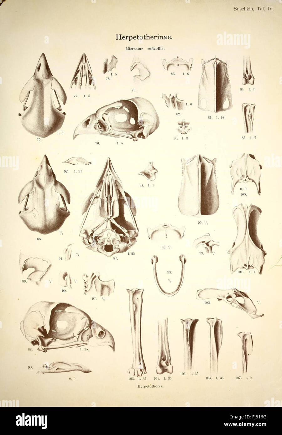Scientific analysis of avian anatomy hi-res stock photography and ...