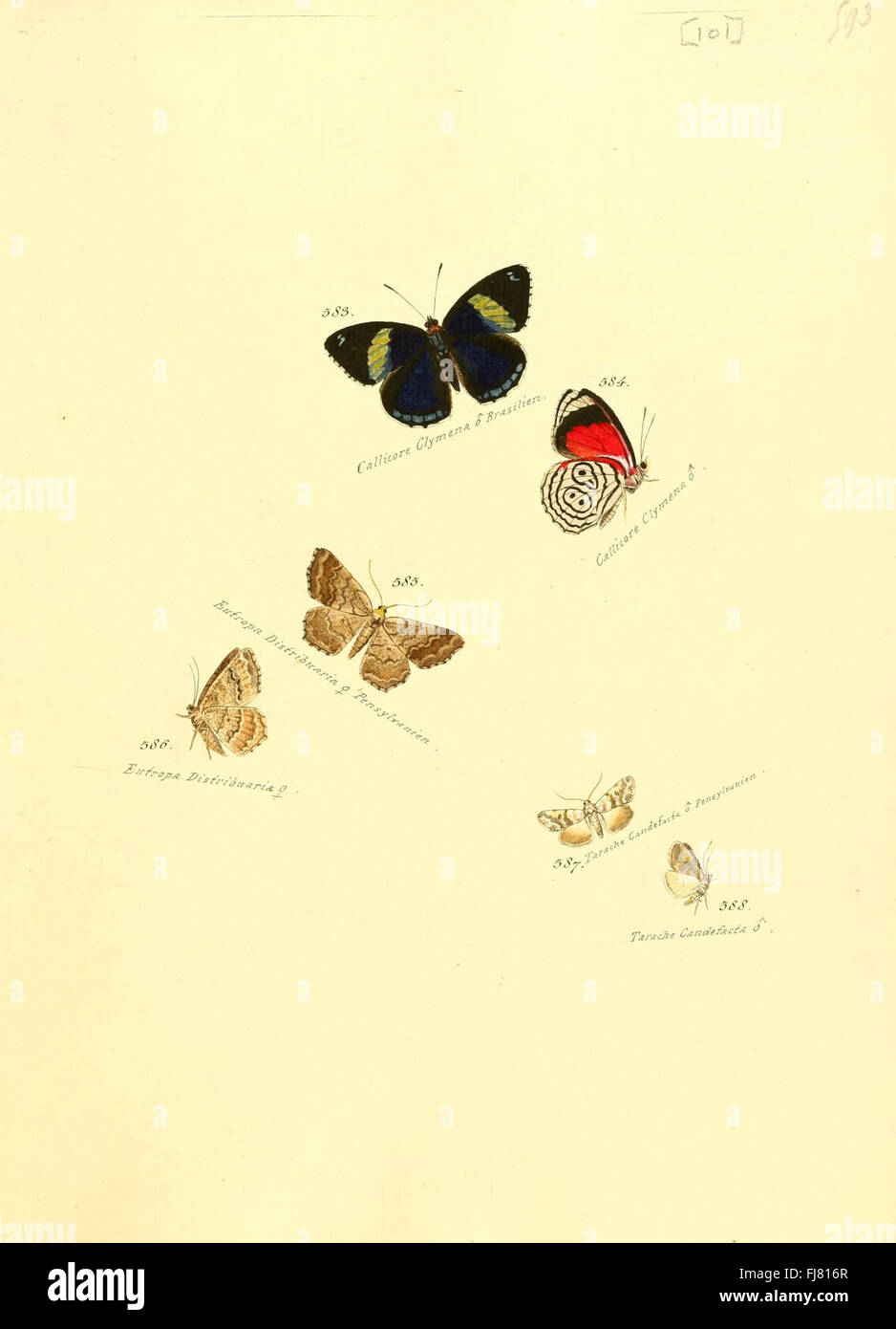 A collection of exotic butterflies and moths, featuring detailed ...