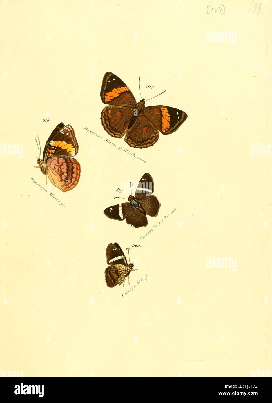 Contributions to the Collection of Exotic Butterflies, a scientific ...
