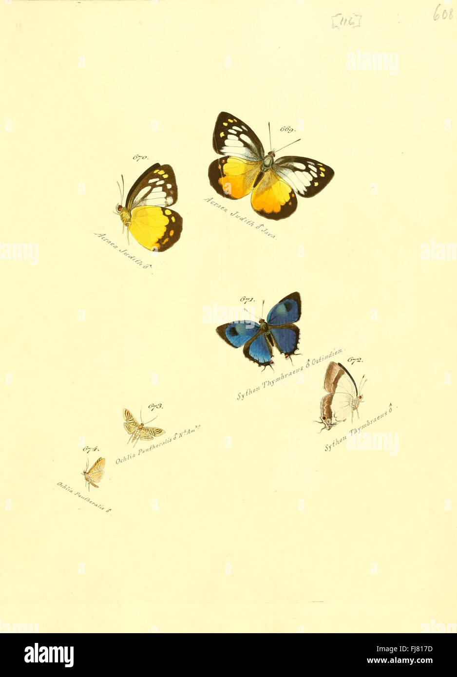 An illustration from a work on exotic butterflies, showing detailed ...